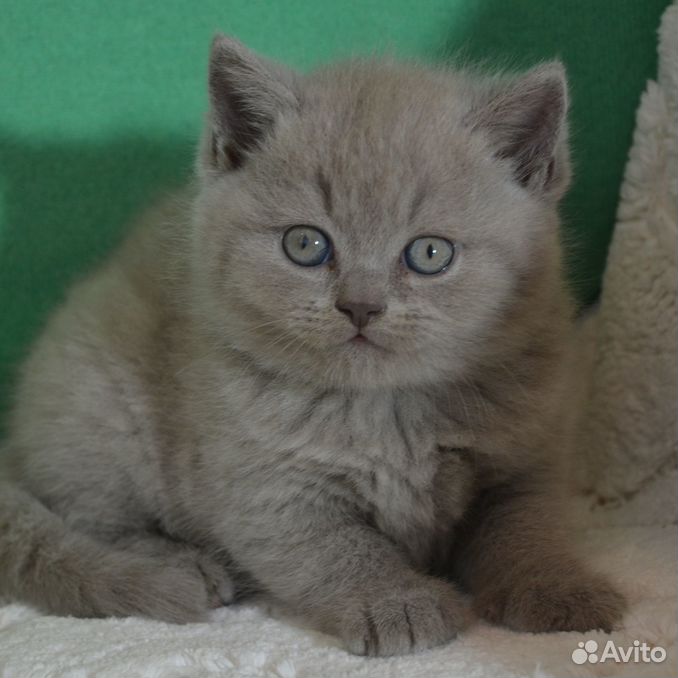 Лиловая британочка