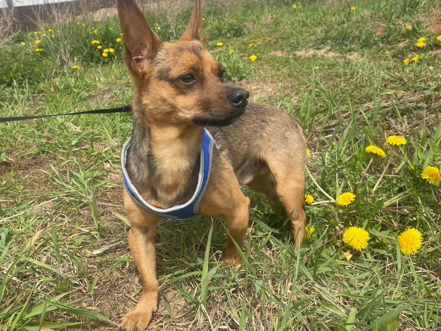 Горошек ищет дом