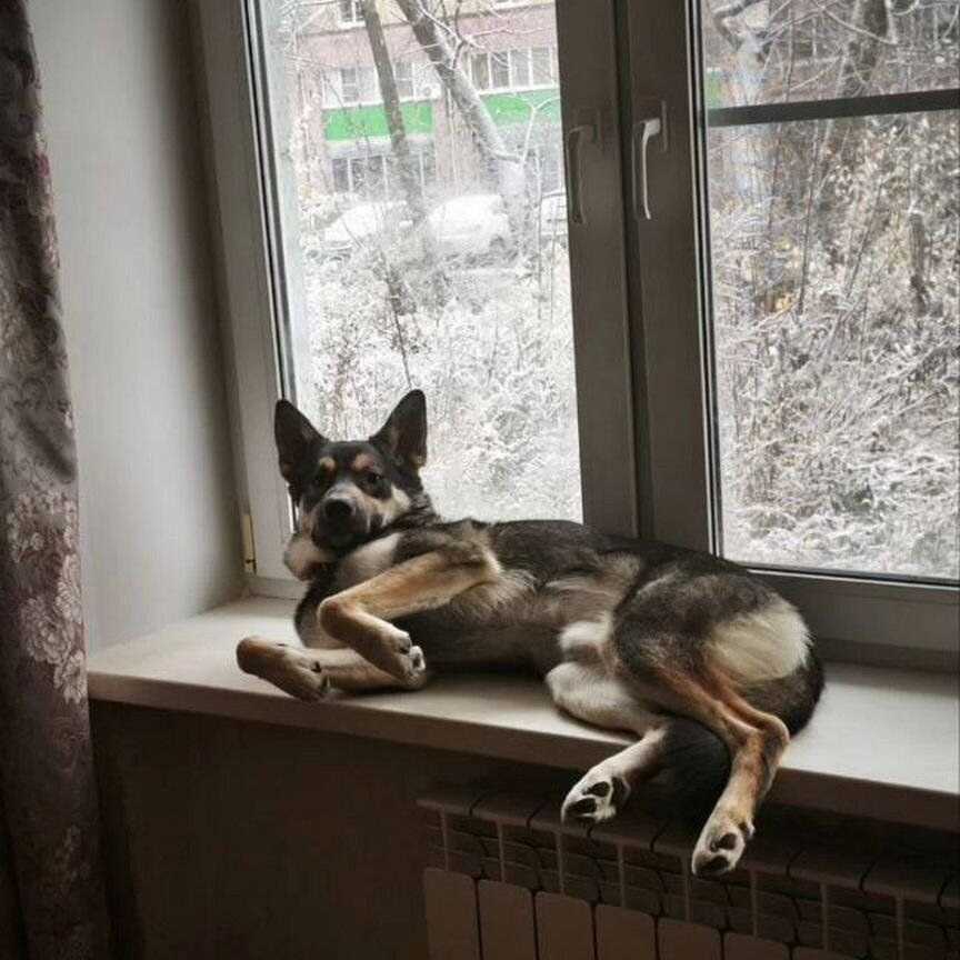 Собака в добрые руки отдам бесплатно