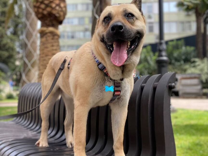 Метис акиты ину собака в добрые руки в дар