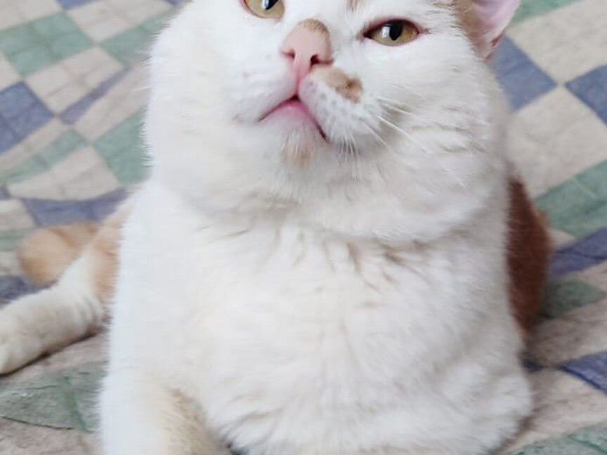 Василий молодой,шикарный котик