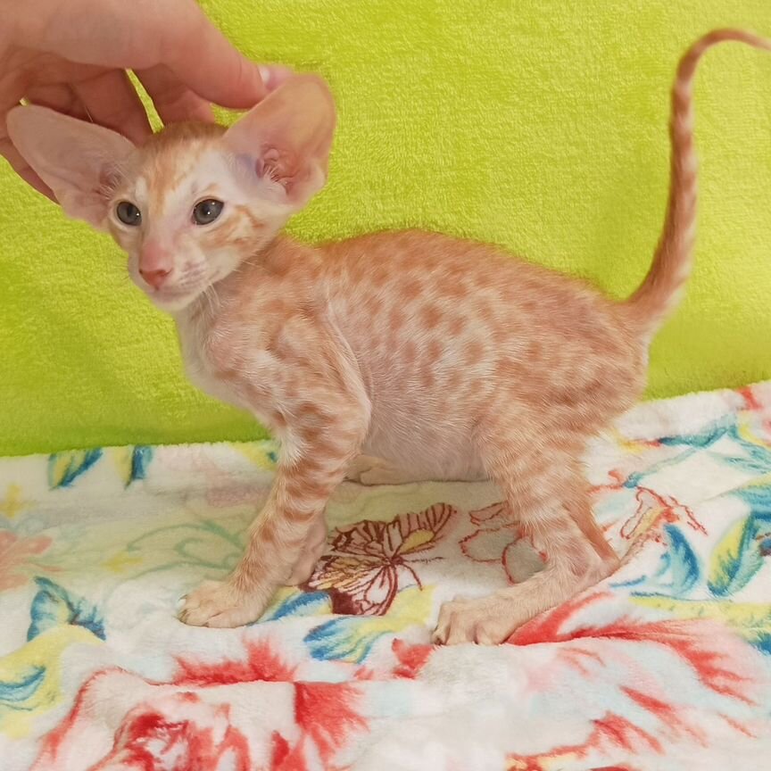 Красный пятнистый котик