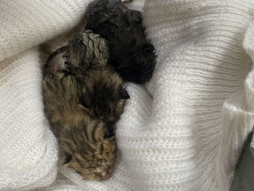 Новорожденные котята