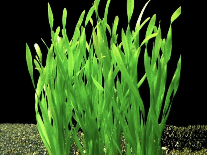 Отдам валиснерию