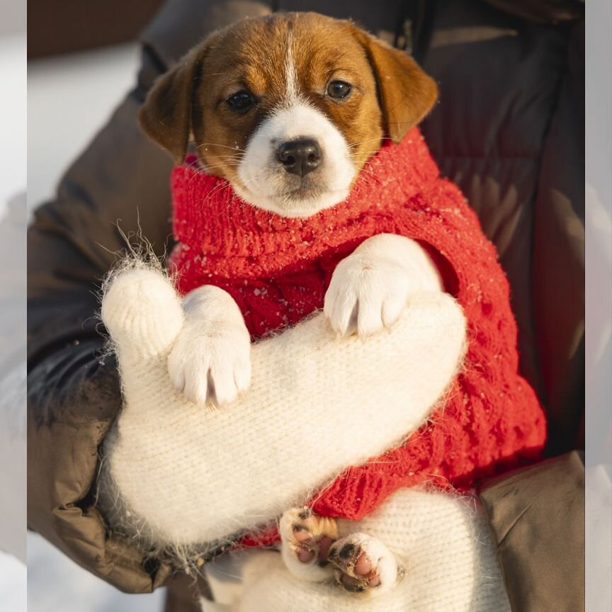 Джек-рассел-терьер, щенок