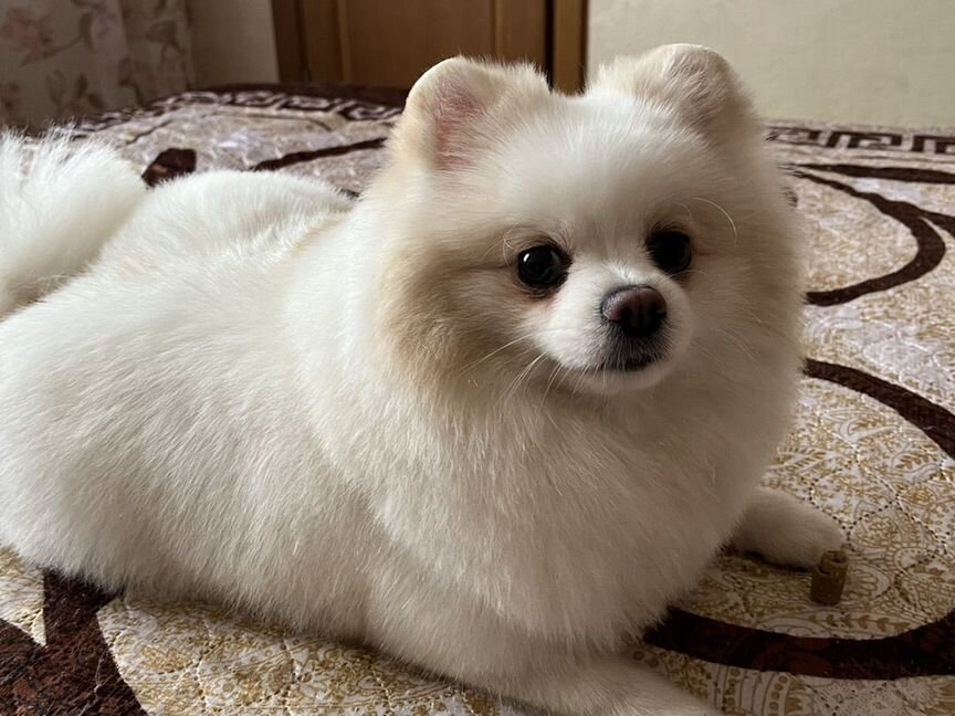 Щенки шпица