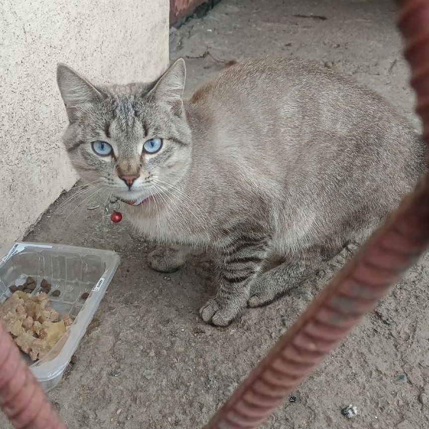 Взрослый кот в добрые руки