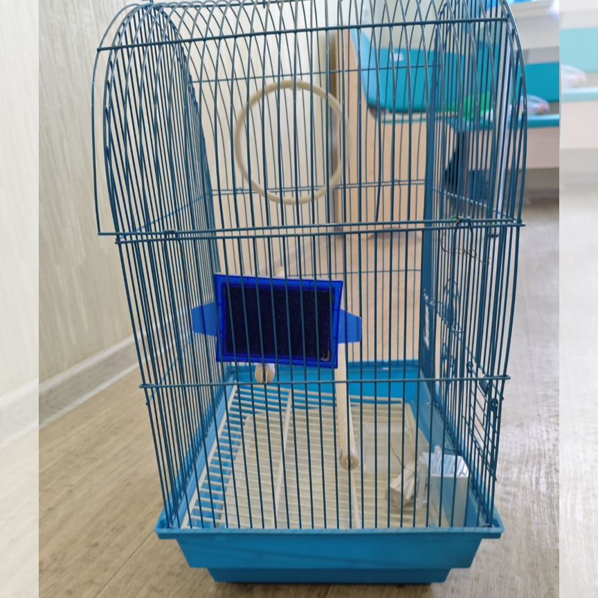 Волнистый попугай