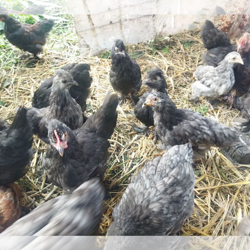 Куры петухи