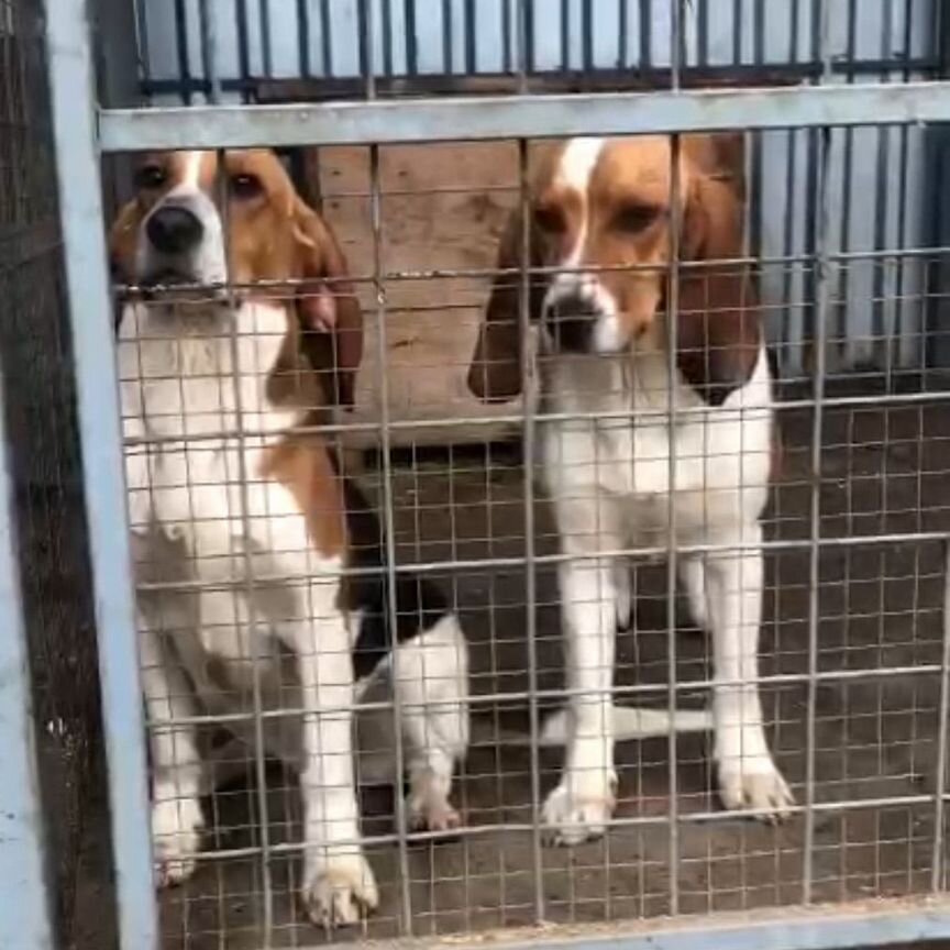 Эстонская гончая