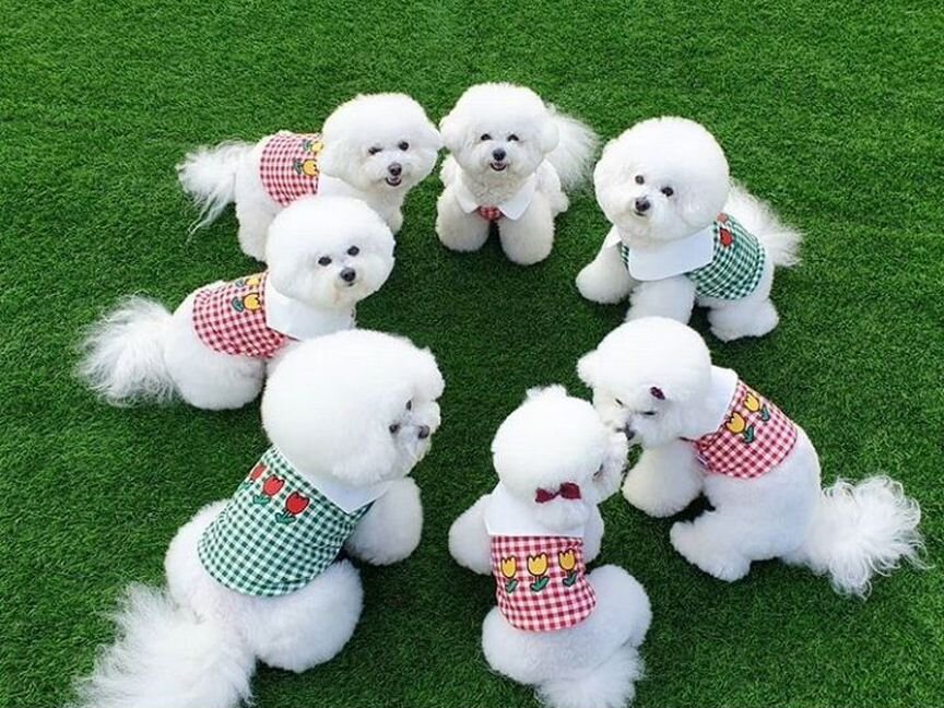 Щенки бишон фризе