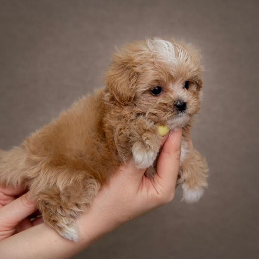 Мальтипу f1 mini