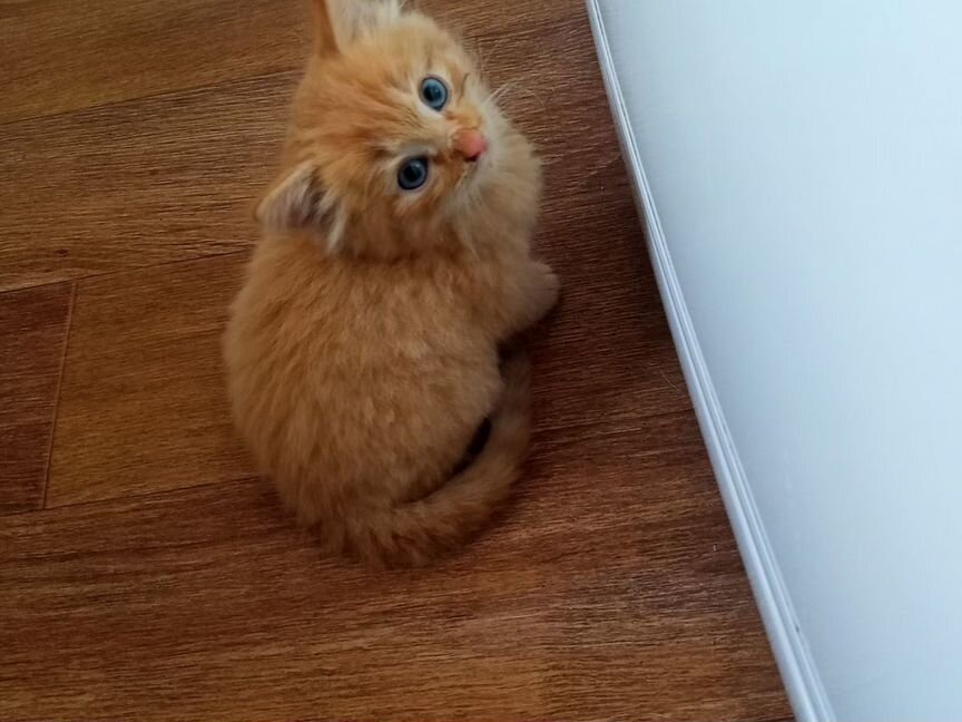 Котенок в добрые руки