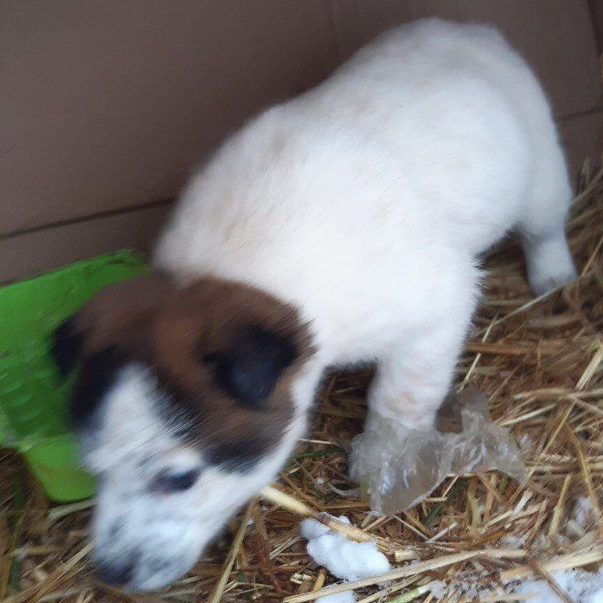 Щенок в добрые руки