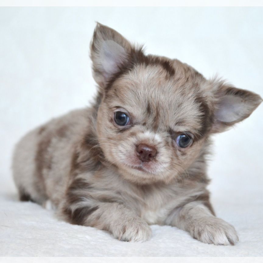 Чихуахуа, щенок