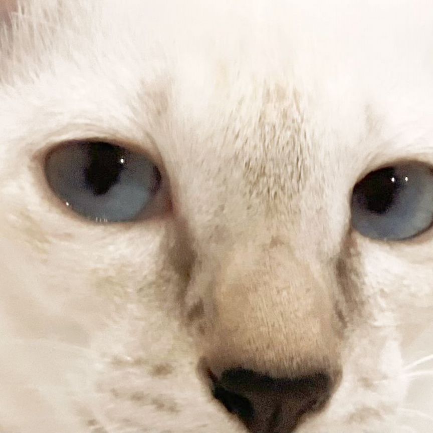 Ориентальные котята