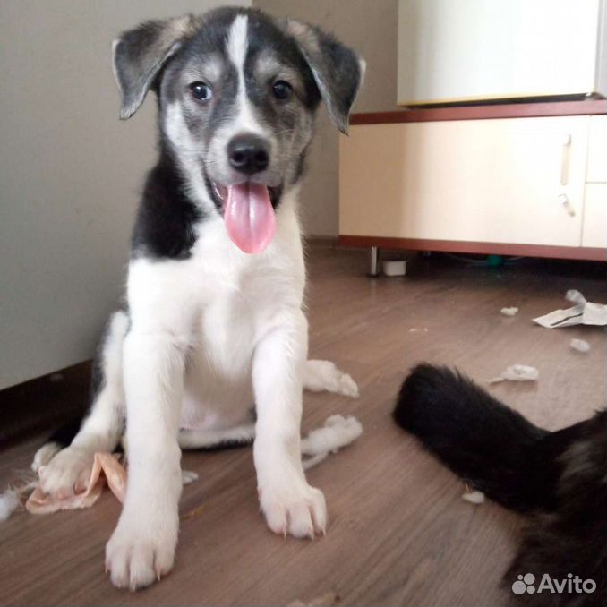 Смесь с Хаски