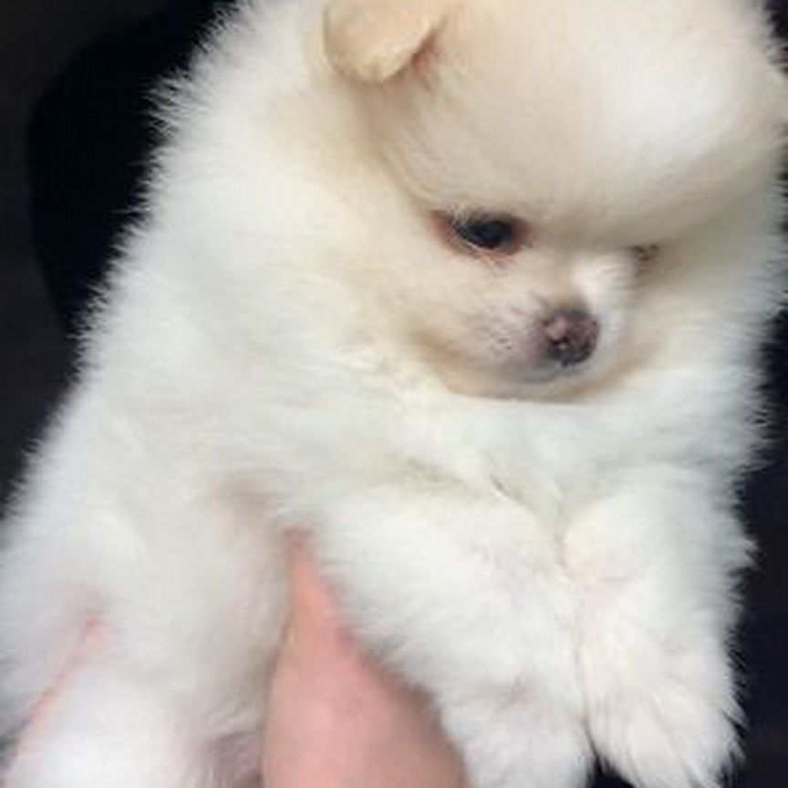 Щенки померанского шпица