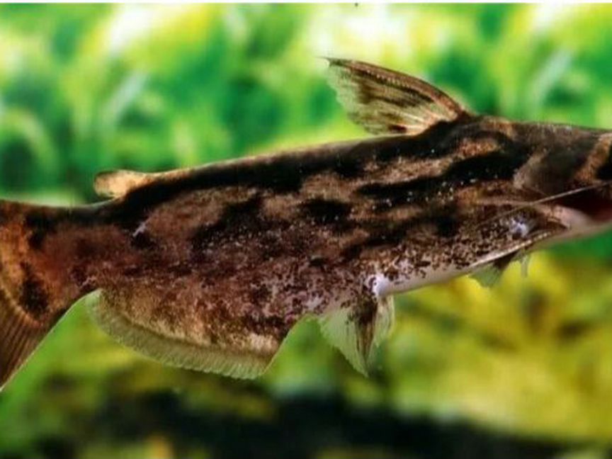 Сомы фишера