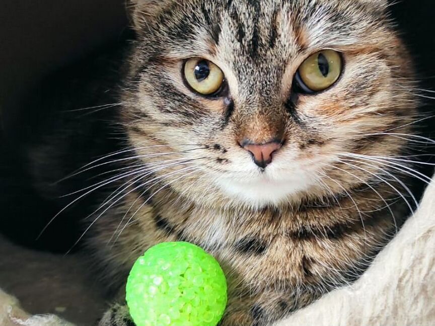 Кошка