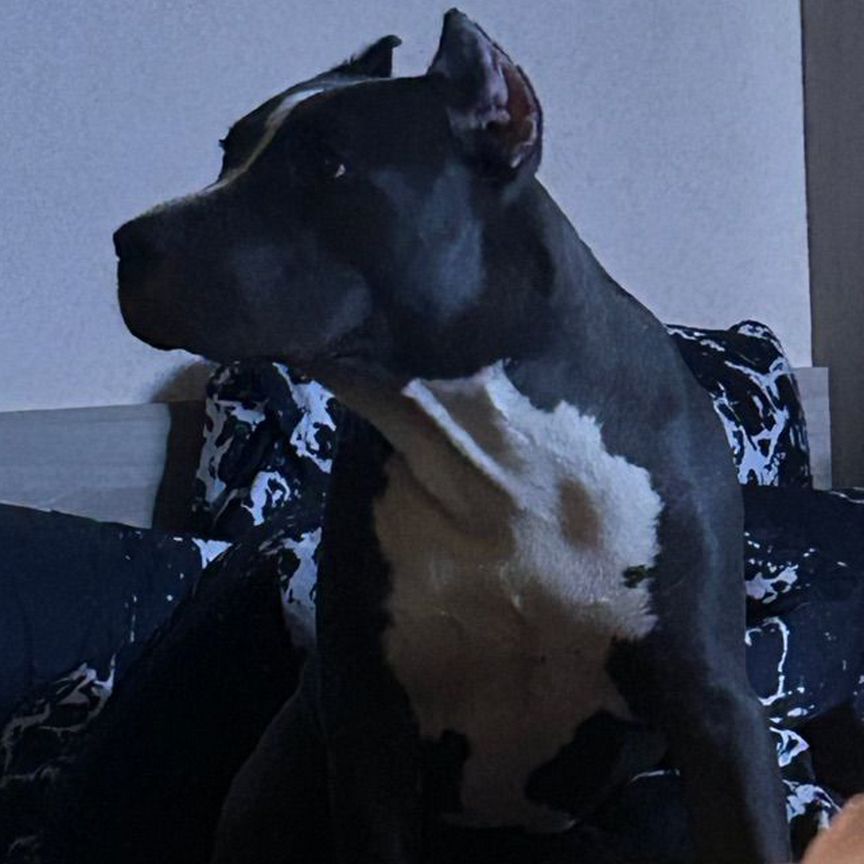 Американский стаффордширский терьер, щенок