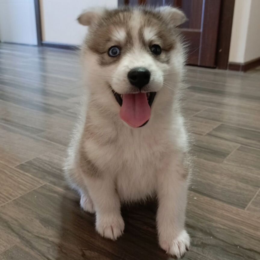 Сибирский хаски, щенок