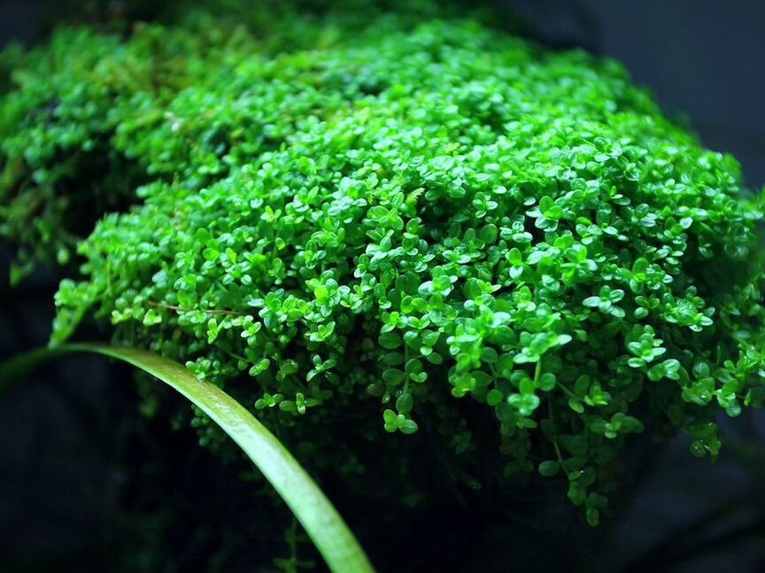 Хемиантус Куба Аквариумное Растение
