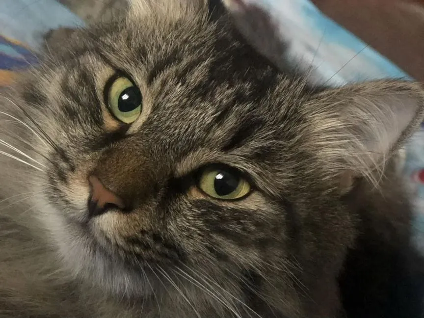 Кот Марсик