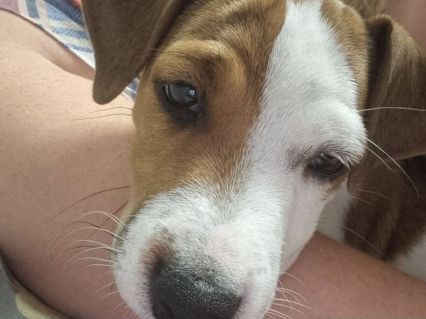 Джек Рассел терьер