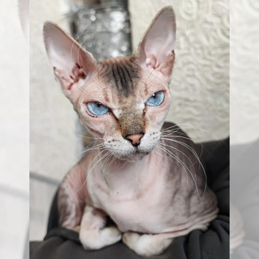 Донской сфинкс, взрослая кошка