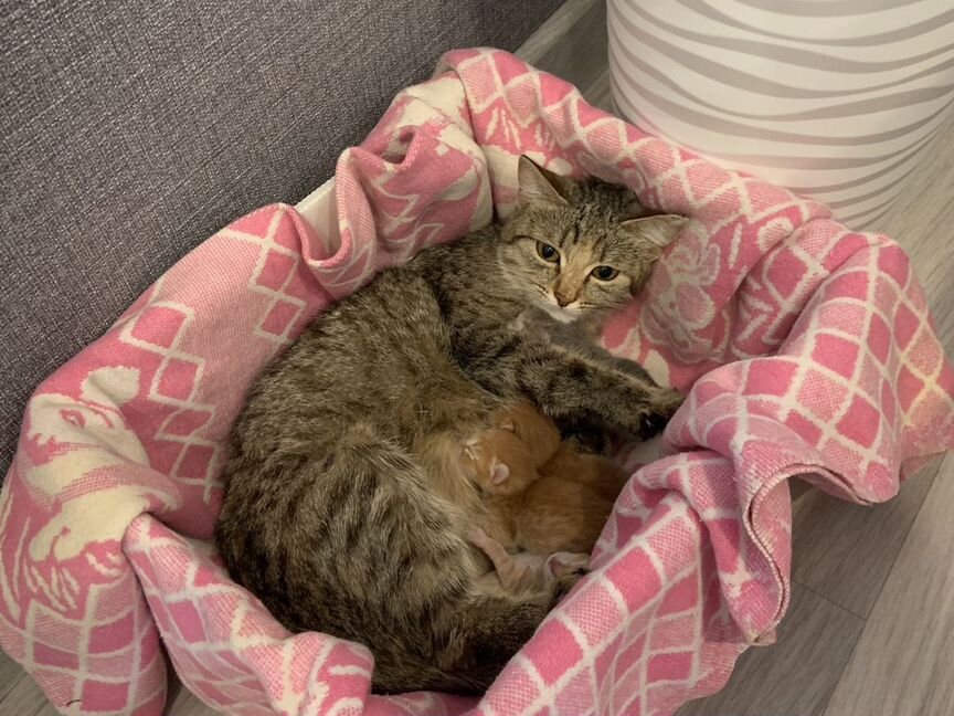 Отдам котят, один мальчик рыжий и девочка серая