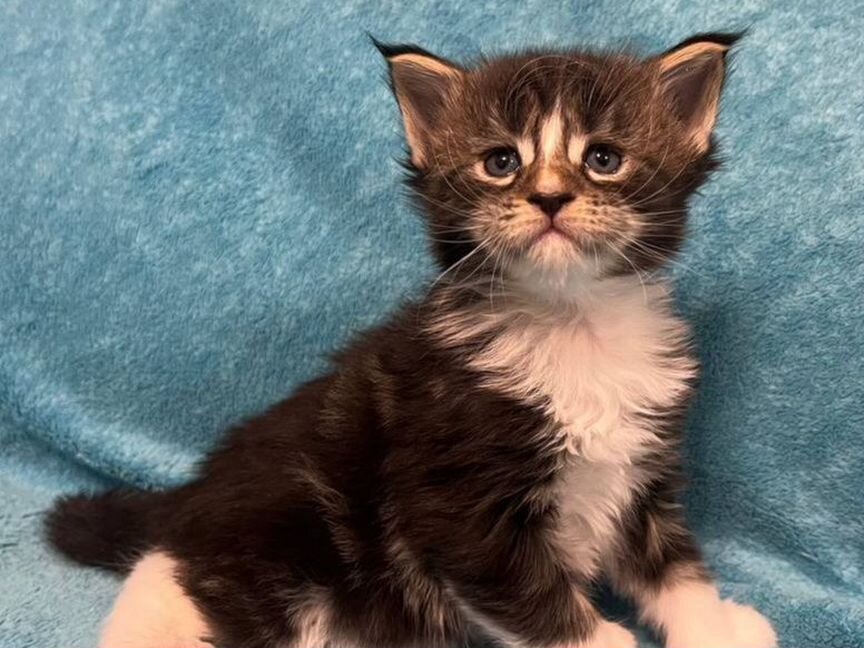 Девочка полидакт