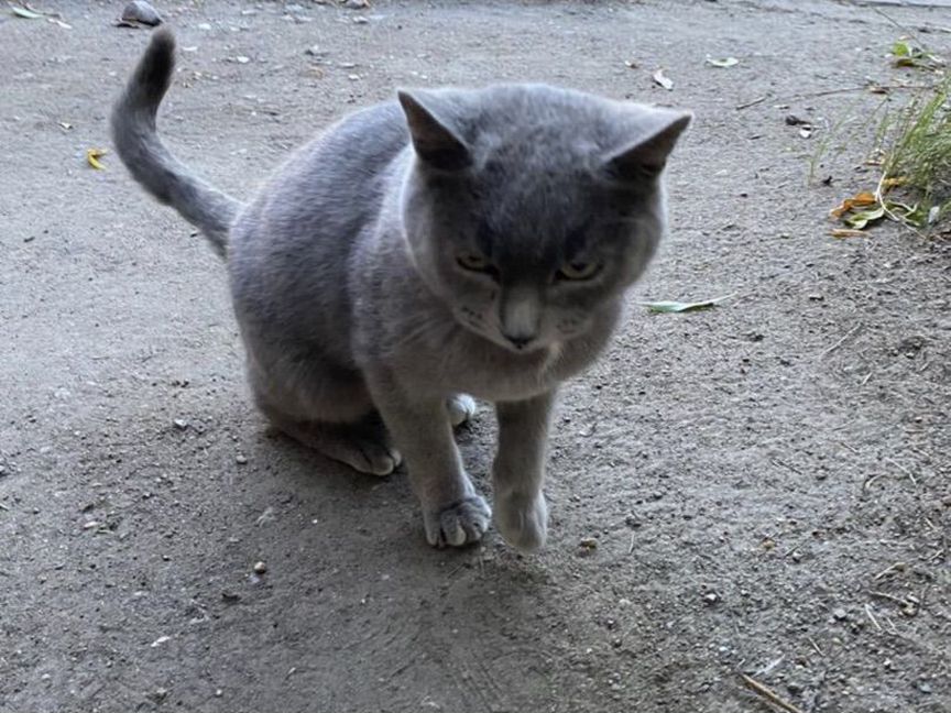 Найден кот британец