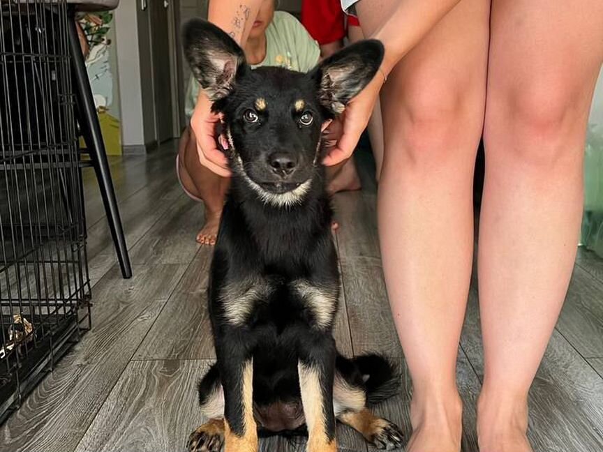 Адель метис овчарки 4 месяца