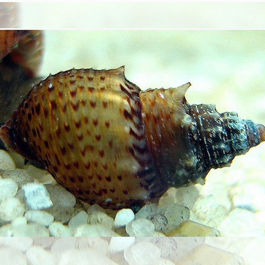 Улитка тиара (прамбанан) - Thiara winteri