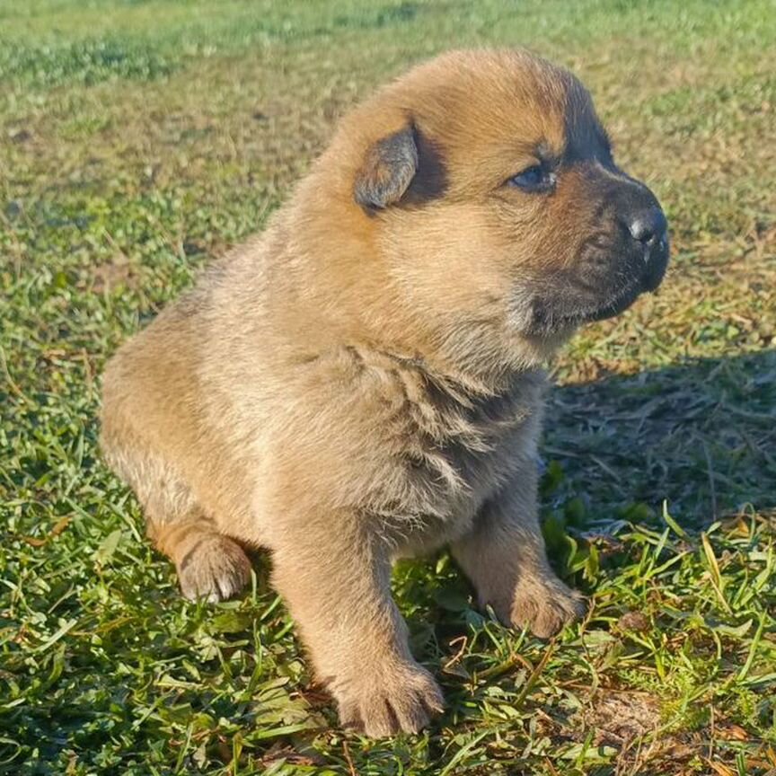 Отдам бесплатно