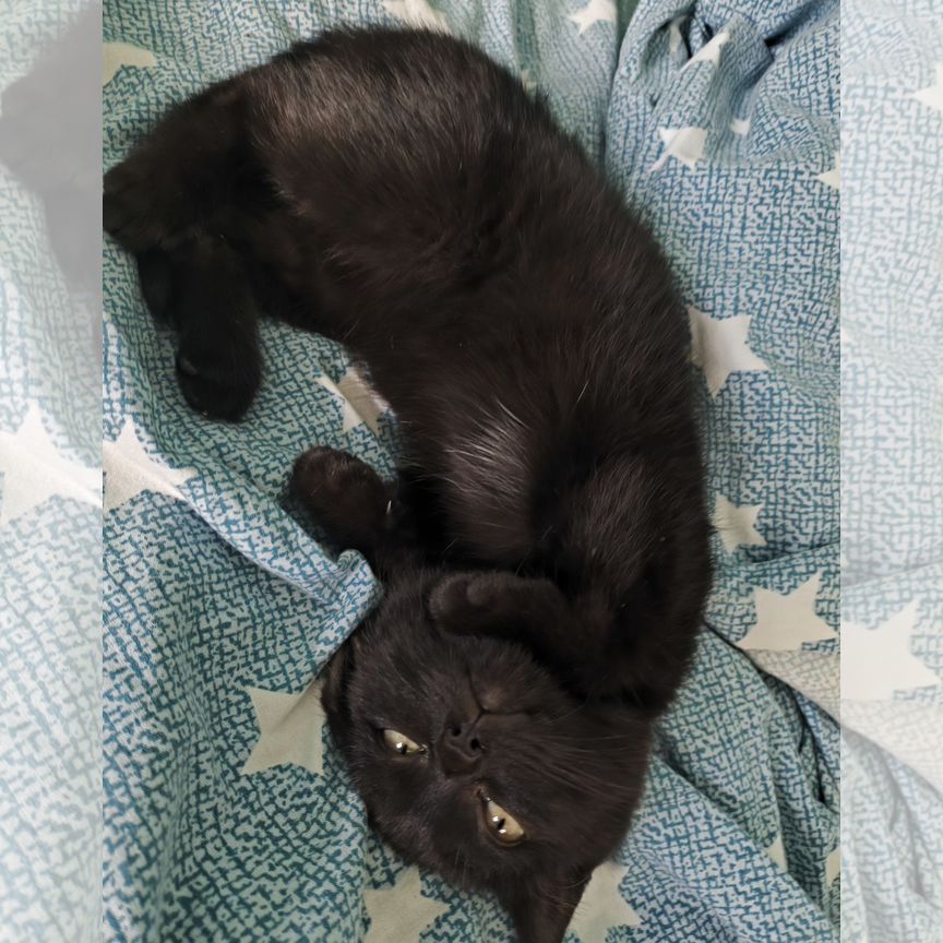 Черная кошечка