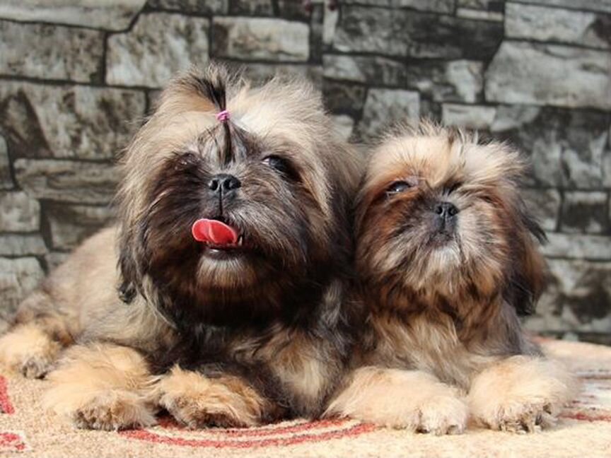 Щенки Ши-тцу с документами (питомник)