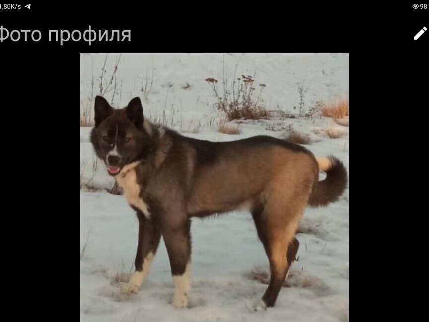 Продам щенков. В хорошие руки