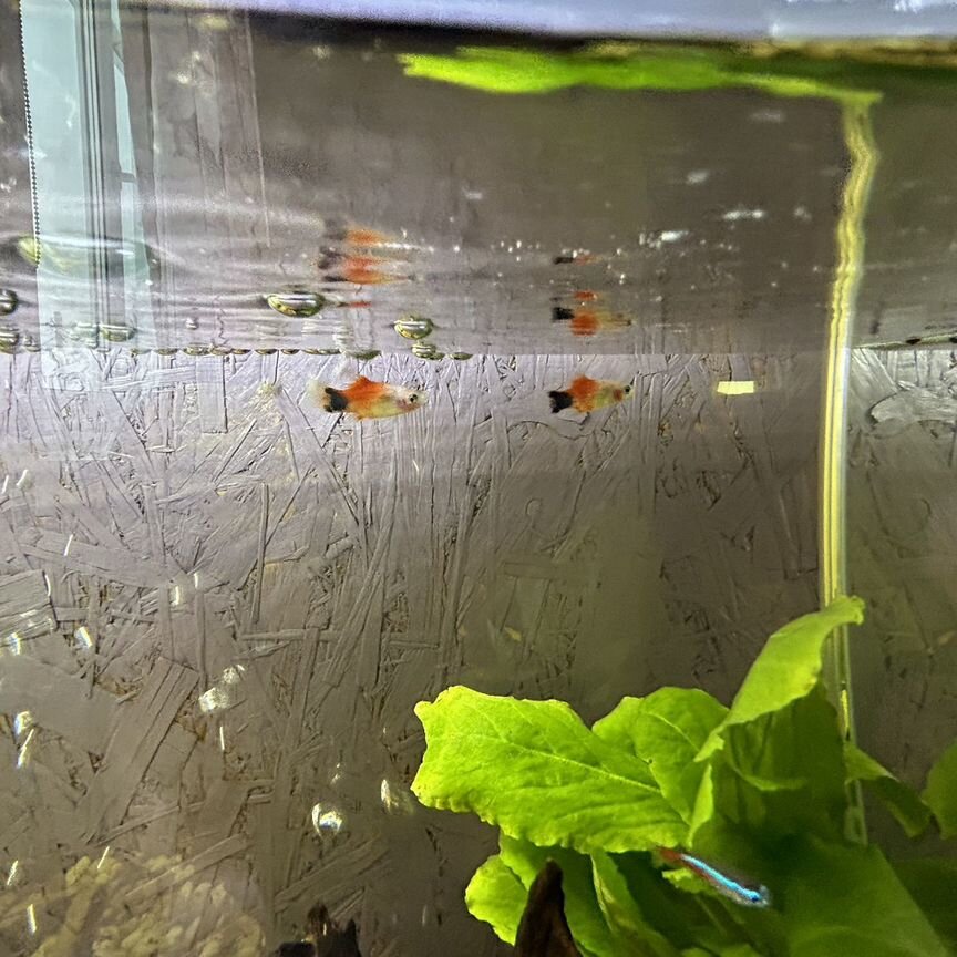 Рыбка пицилия