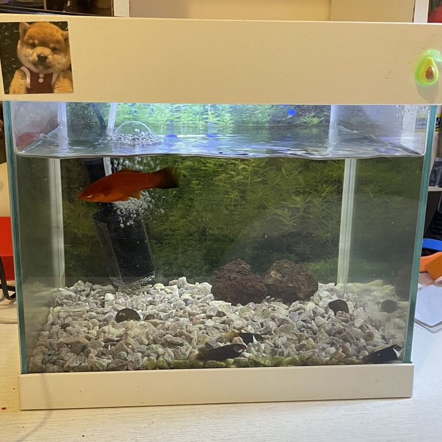 Аквариум 20 литров
