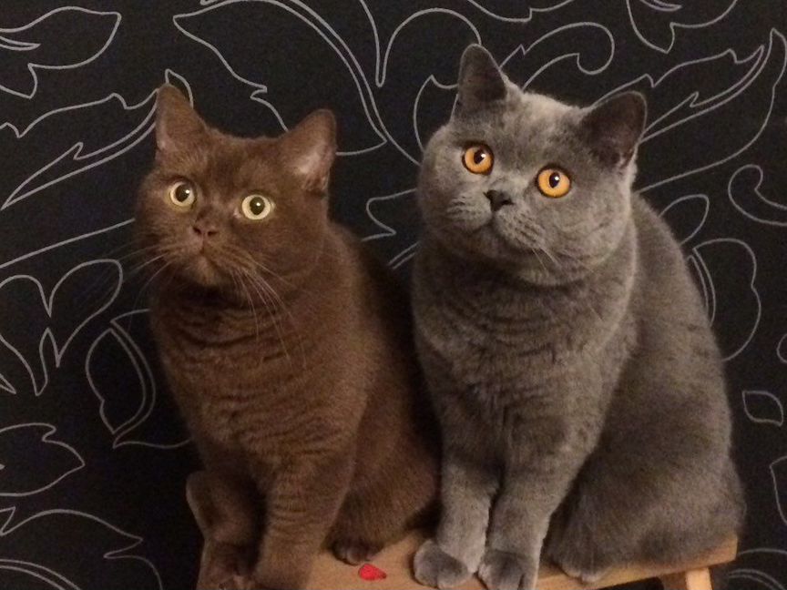 Отдам кошку в добрые руки