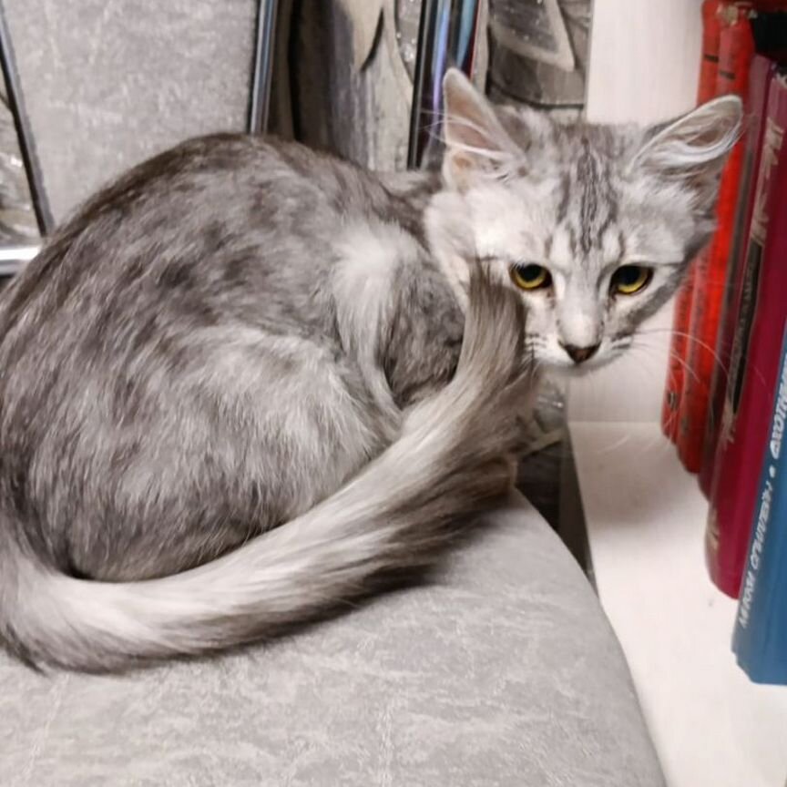 Котенок Полина ищет дом