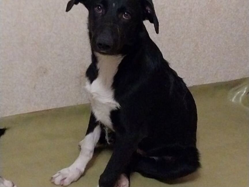 Спасёныши ищут дом