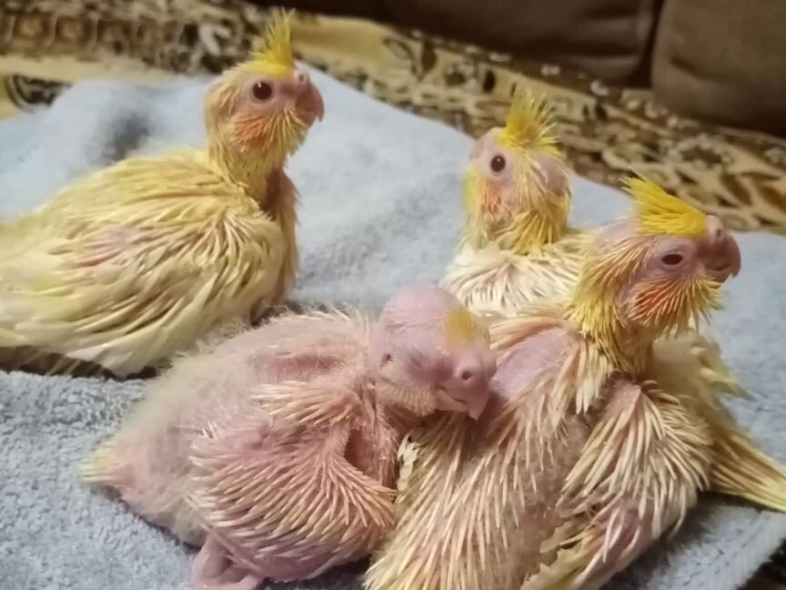 Птенцы корелла