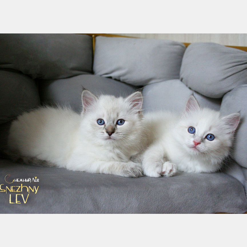Невские маскарадные породистые котята