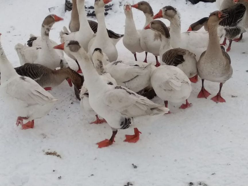 Живые гуси