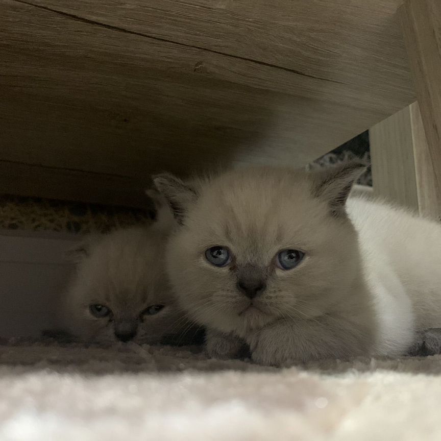 Шотландские котята