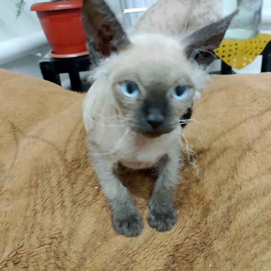 Котята сфинкса