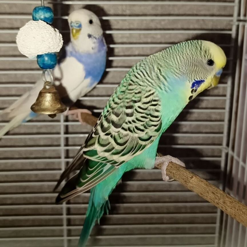 Волнистые попугаи с клеткой